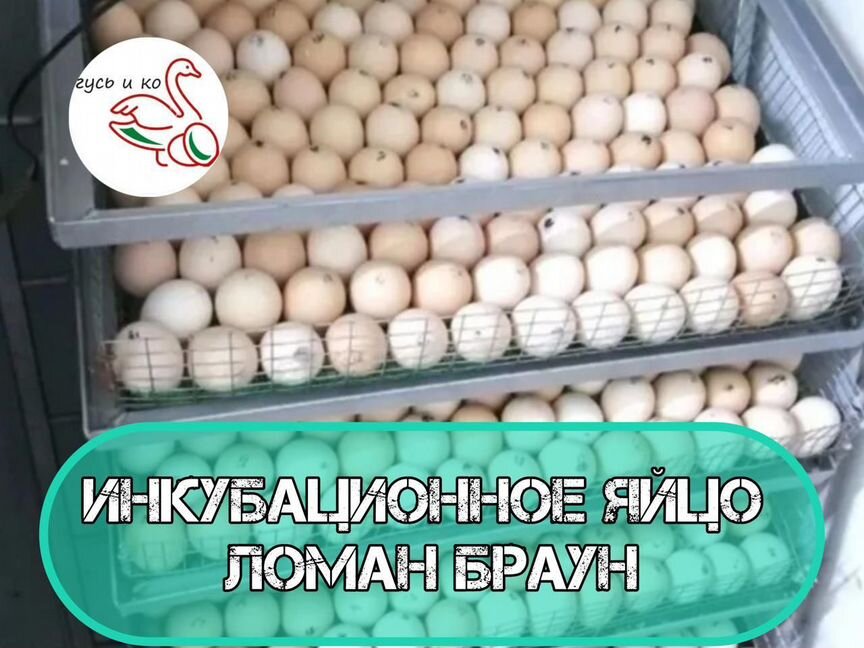 Инкубационное яйцо ломан браун