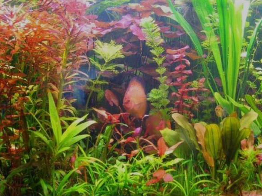 Аквариум 600литор