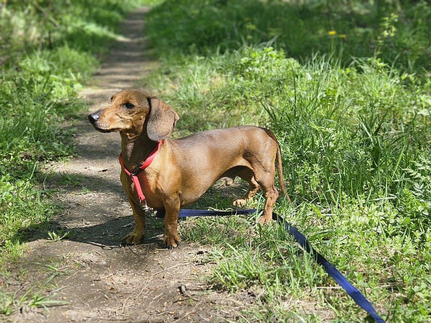 Такса в добрые руки