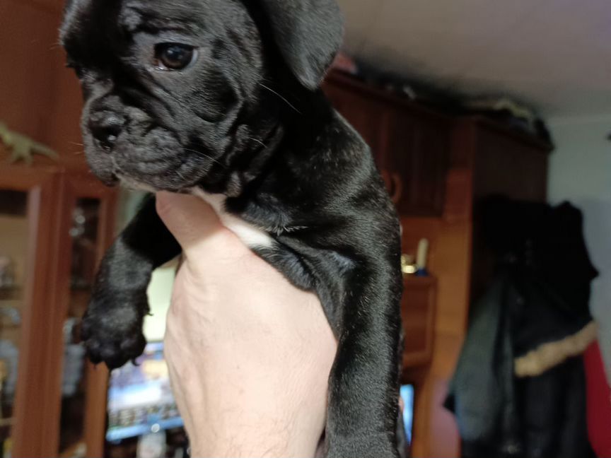 Французский бульдог щенки