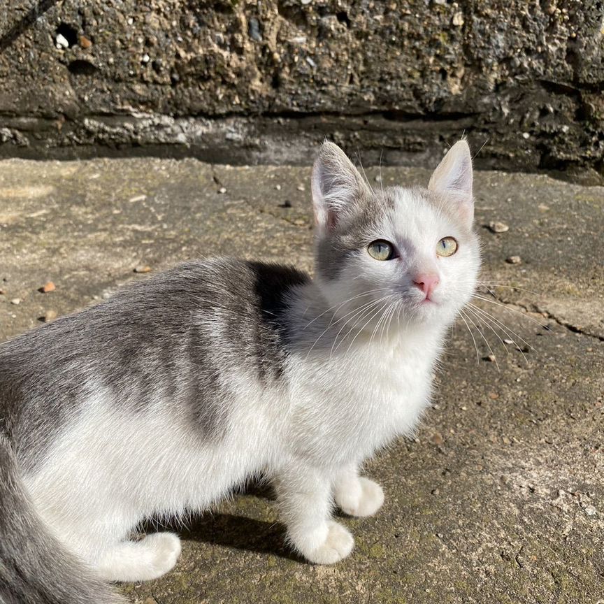 Котенок в добрые руки