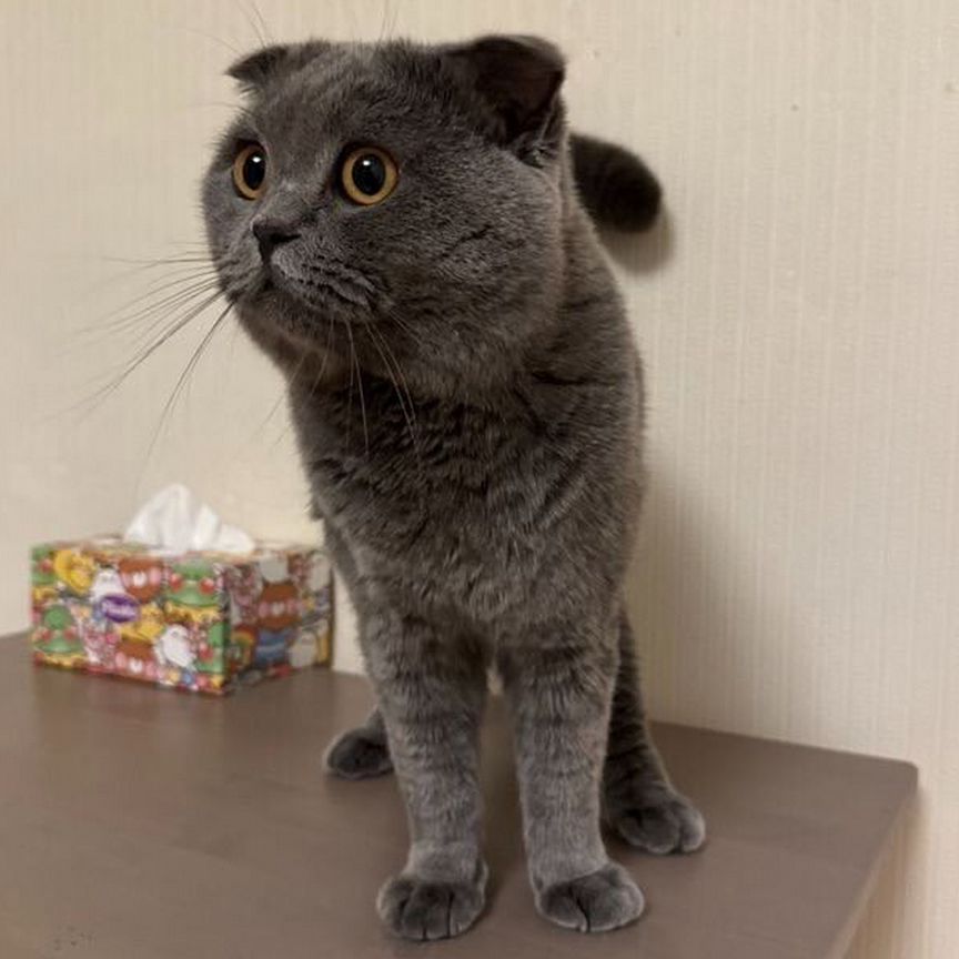 Британский короткошёрстный кот, взрослый