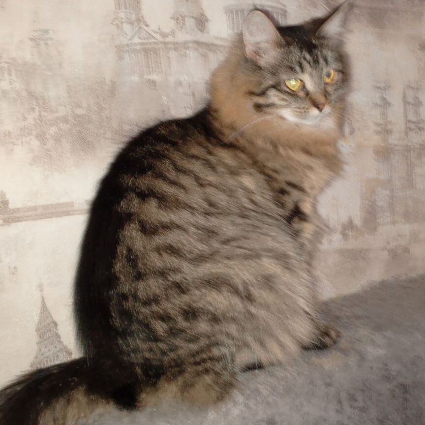 Взрослая кошка в добрые руки