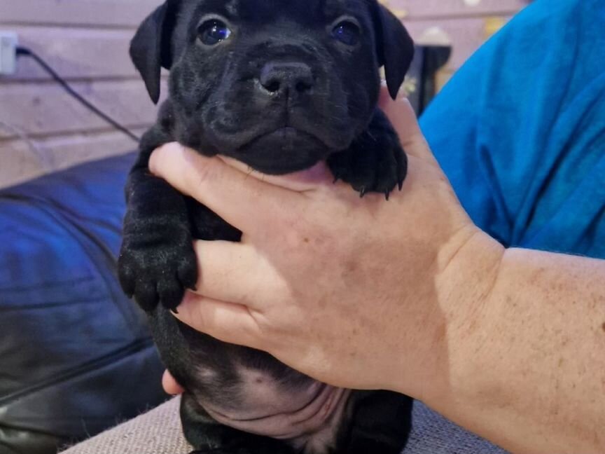 Стаффордширский бультерьер