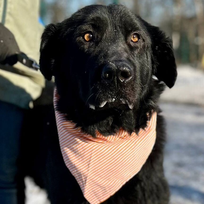 Взрослый пёс в добрые руки