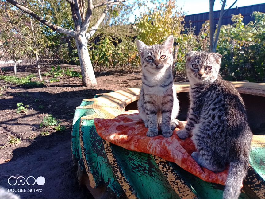 Кошки в добрые руки бесплатно