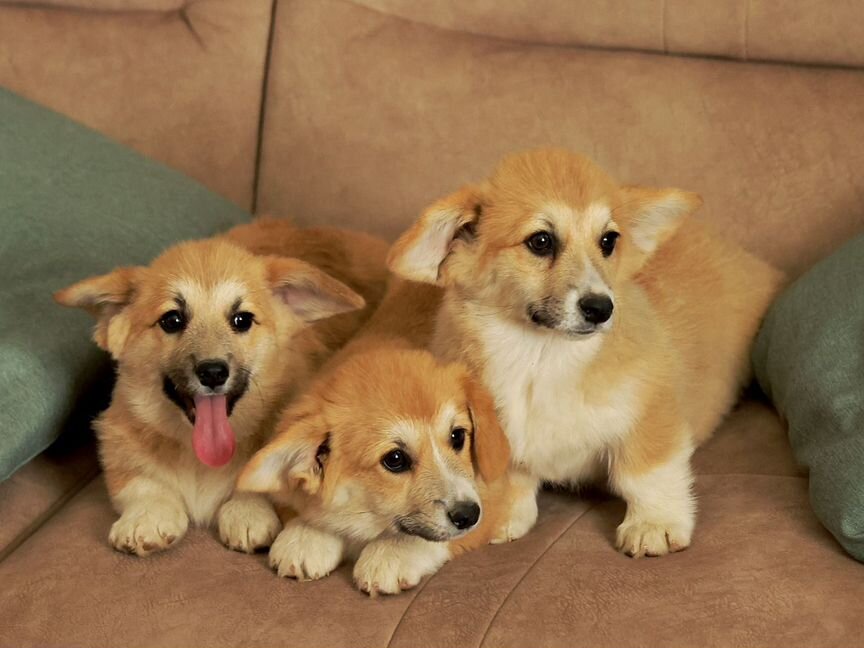 Вельш-корги пемброк, одни девушки