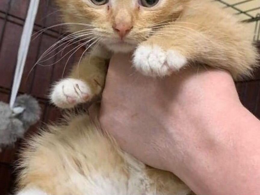 Спасенный рыжик