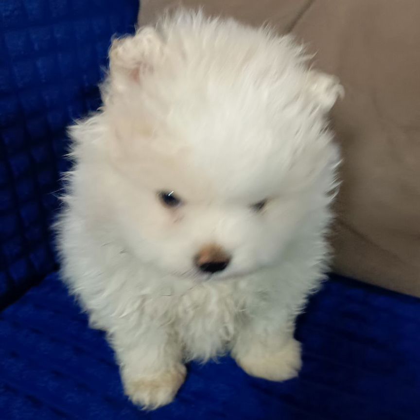 Померанский шпиц, щенок