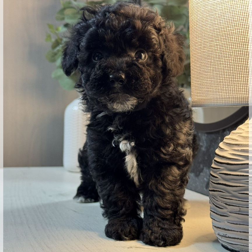 Мальтипу, щенок