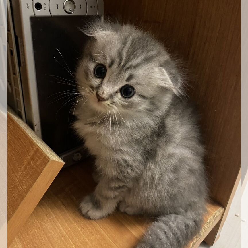 Шотландские котята