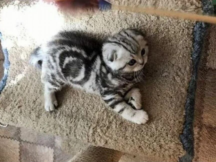 Шотландские котята мраморята