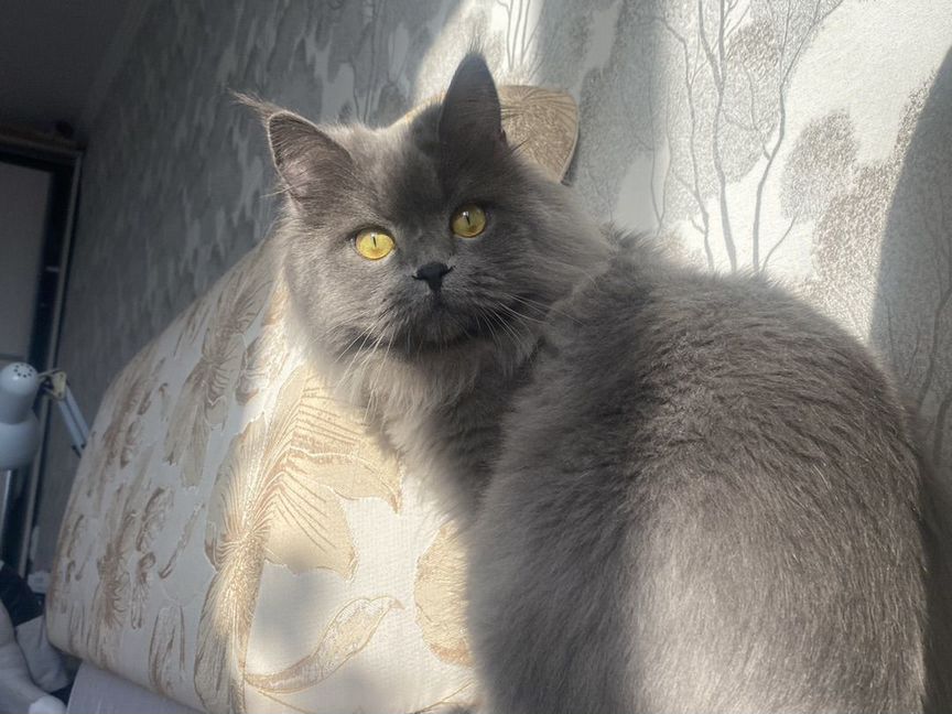 Кот