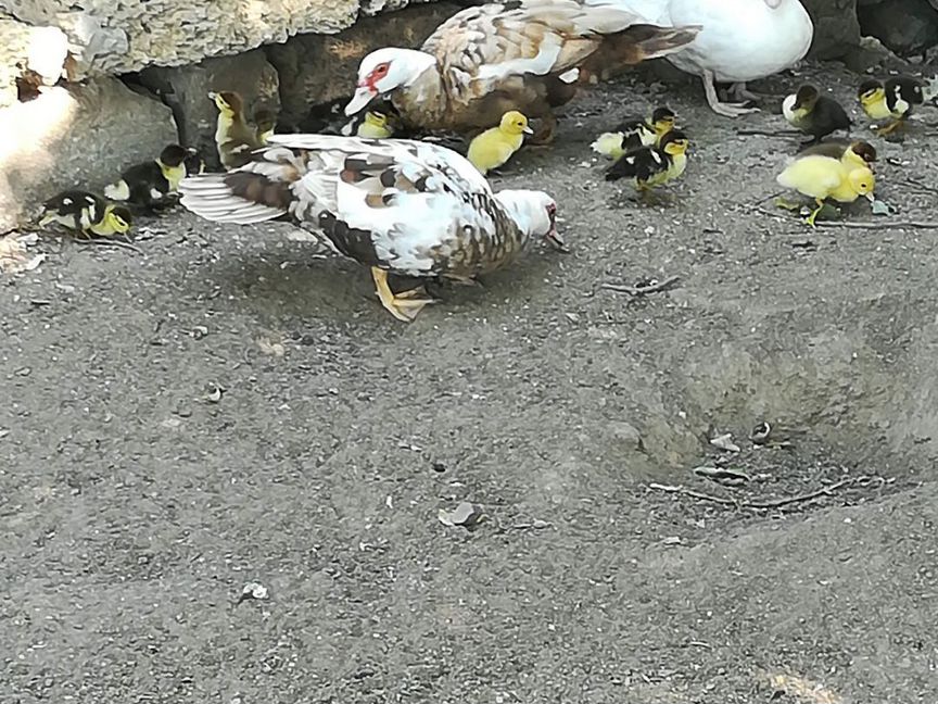 Мускусные утята индоутки