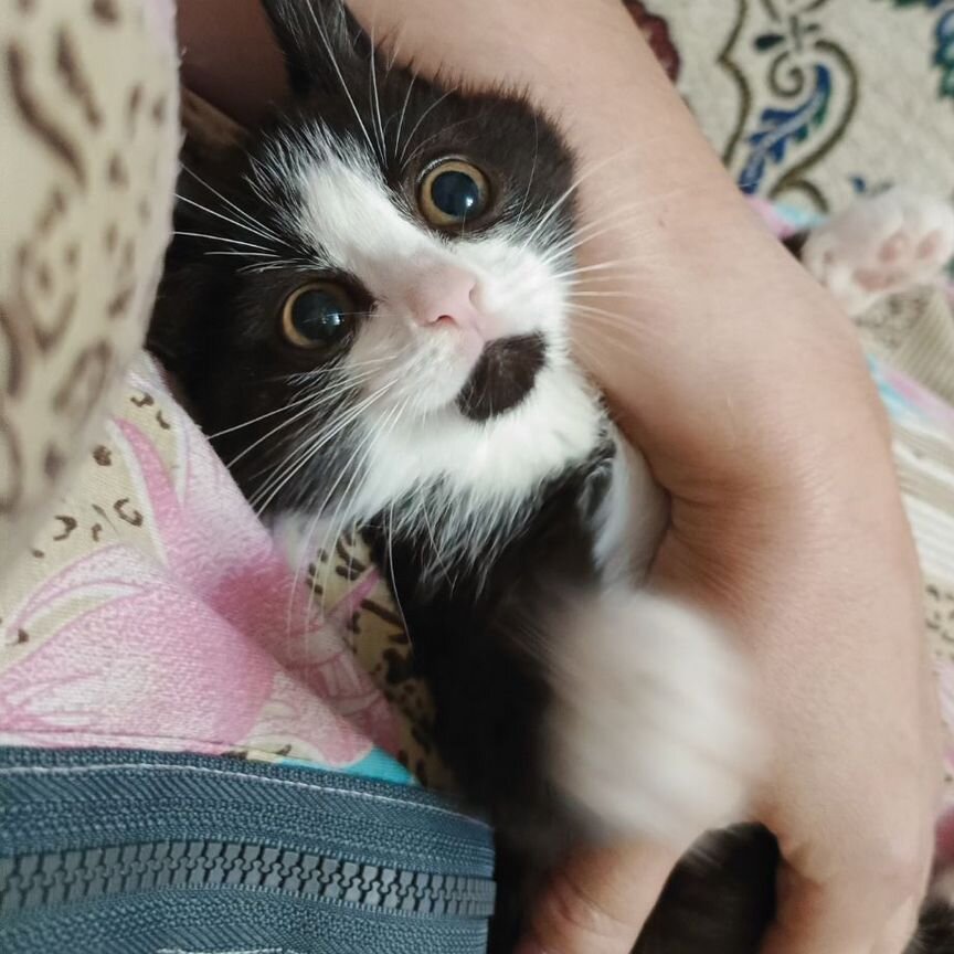 Котёнок