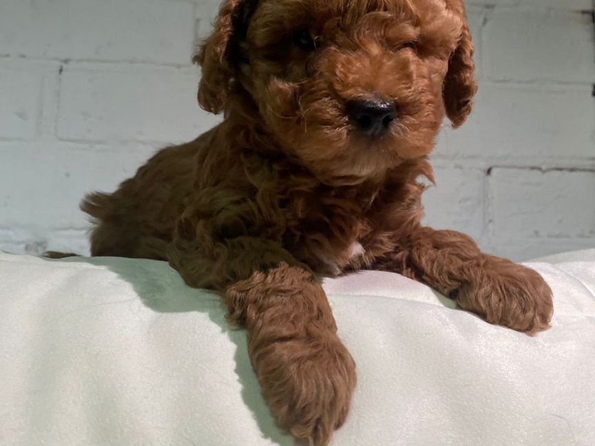 Той-пудель щеночки мальчишки