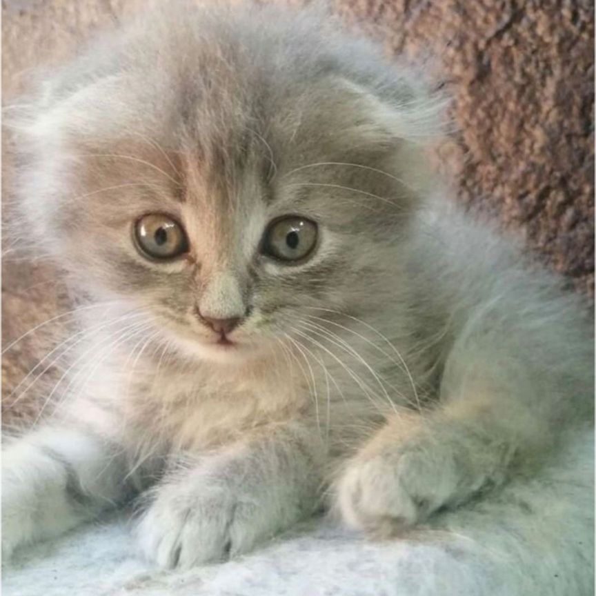 Продою шатланского веслоухого котика