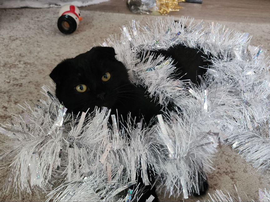 Шотландские вислоухие котята бронь