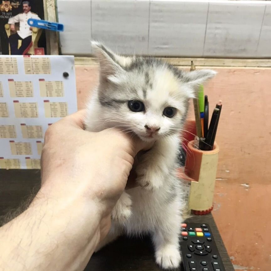 Котята в добрые руки