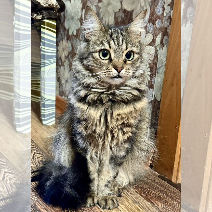Кошка ищет дом