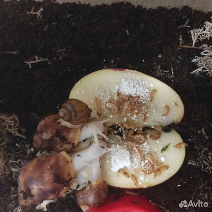 Архахатины бенин - дети