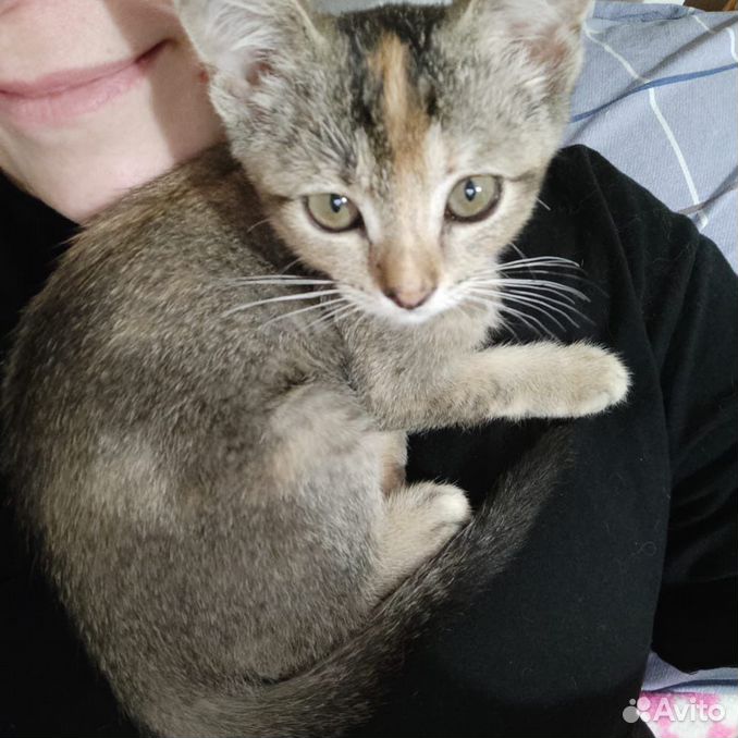 Кошечка метис абисинец
