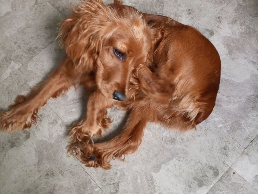 Кокер спаниель