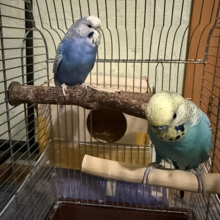 Волнистый попугай 6 шт