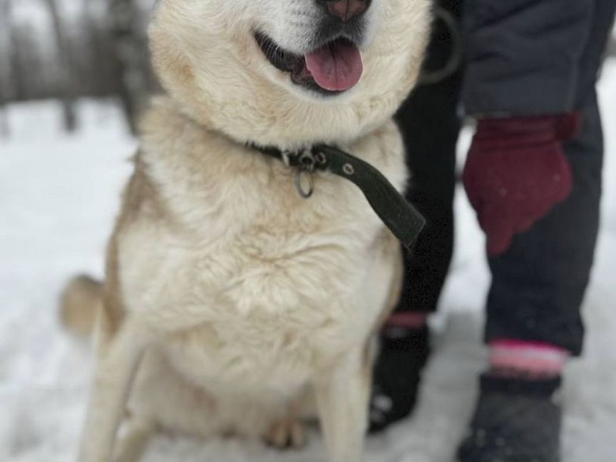 Собака в добрые руки