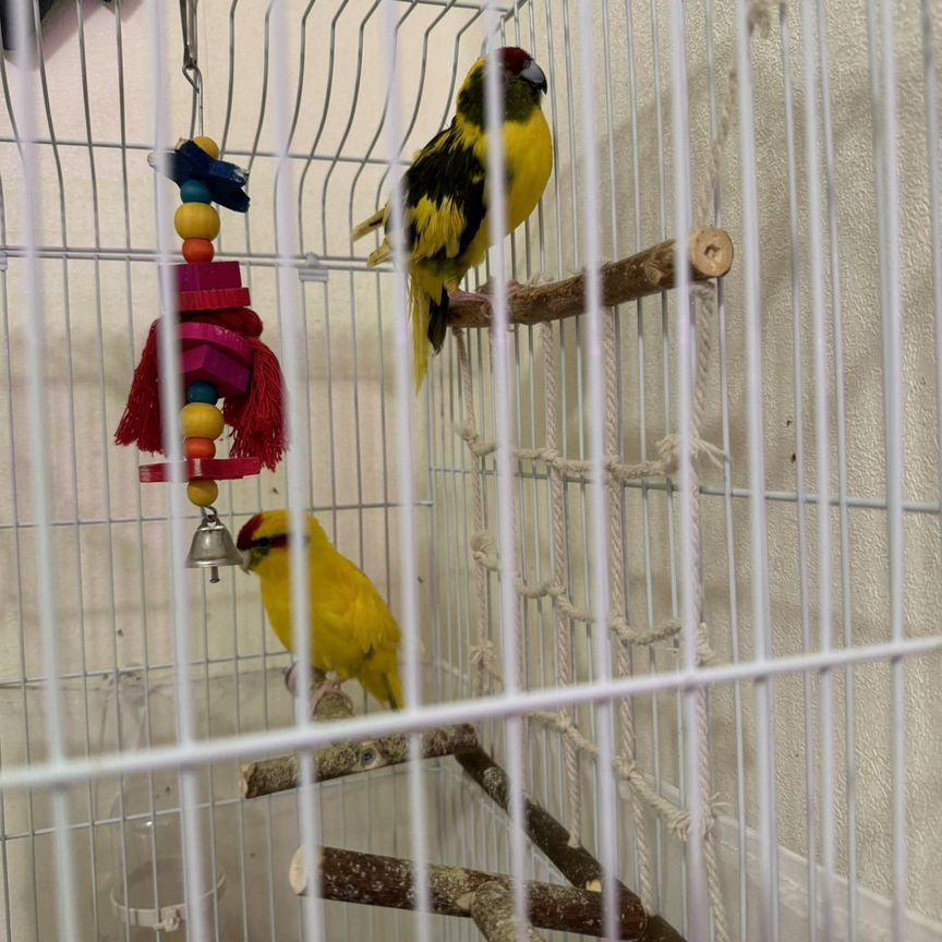 Попугай Какарик