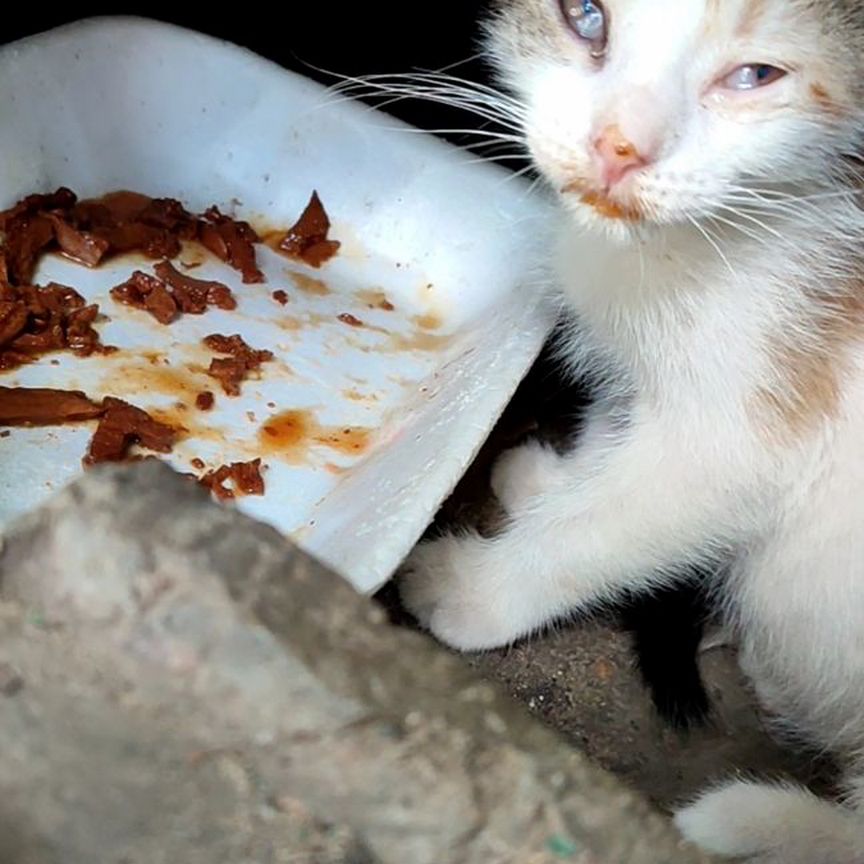 Котята в добрые руки бесплатно девочка