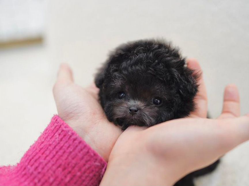 Голубой пудель из Кореи