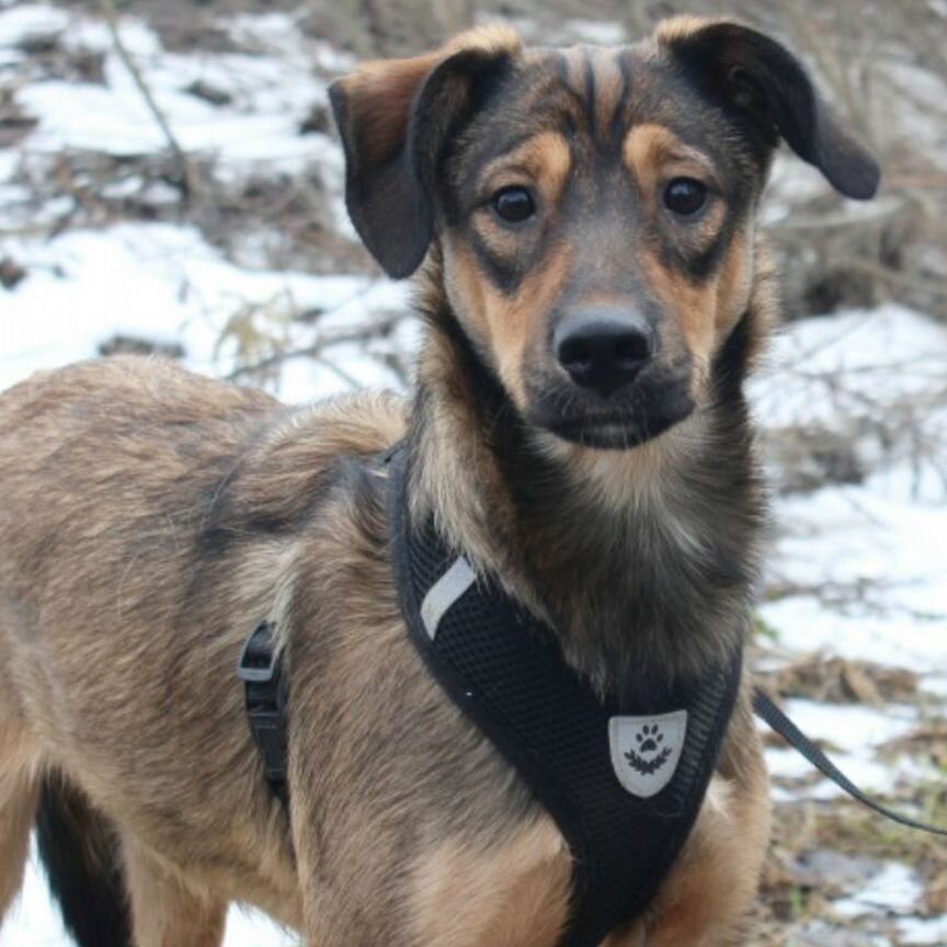 Щенок в добрые руки