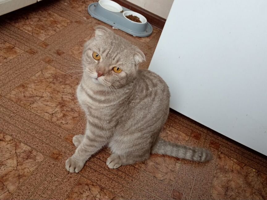 Британский вислоухий кот