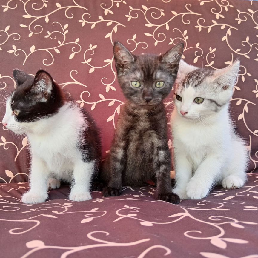 Котята бесплатно