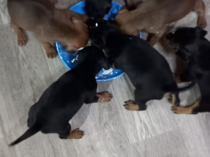 Щенок цвергпинчера