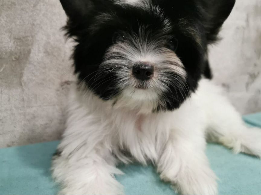 Бивер девочка