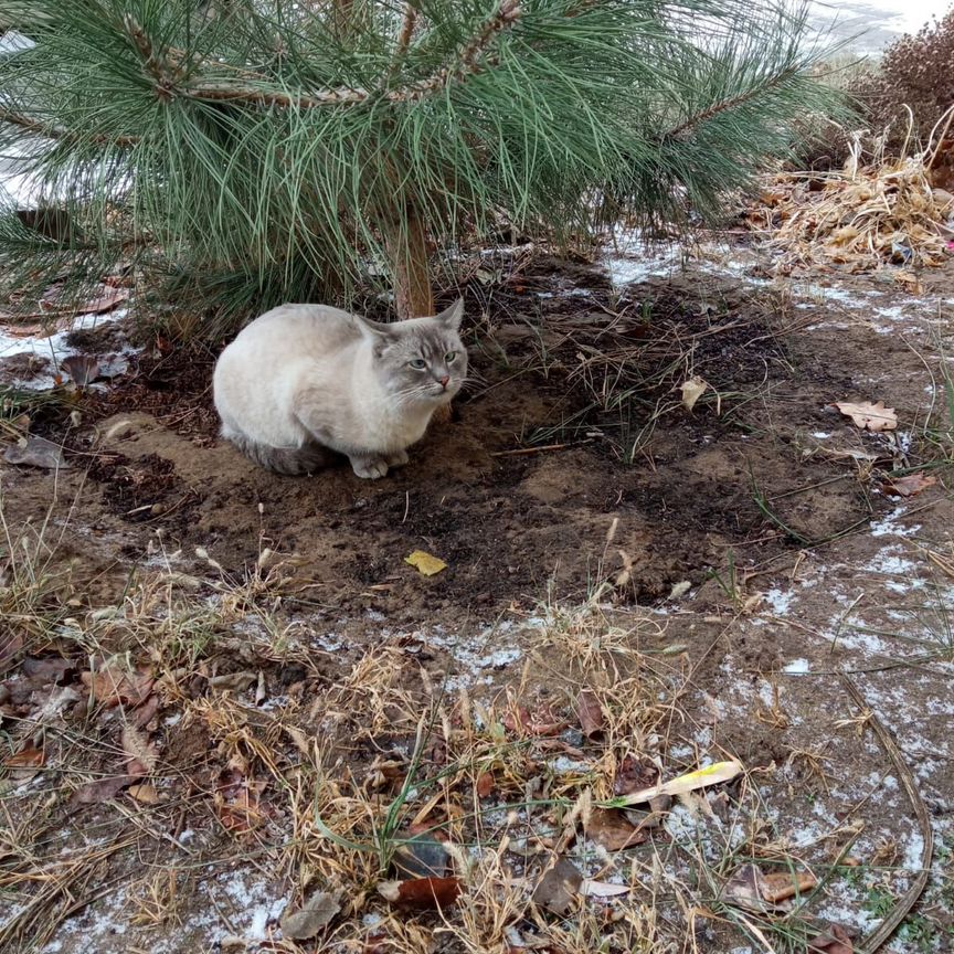 Кот очень нужен дом