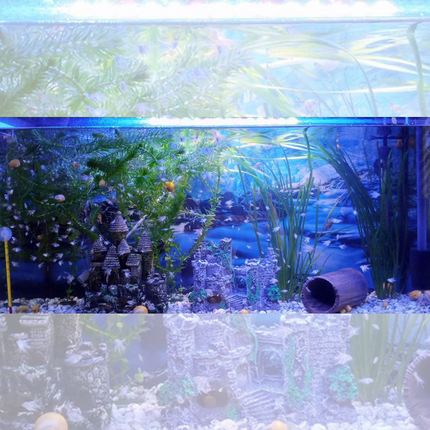 Мальки скалярии голубой