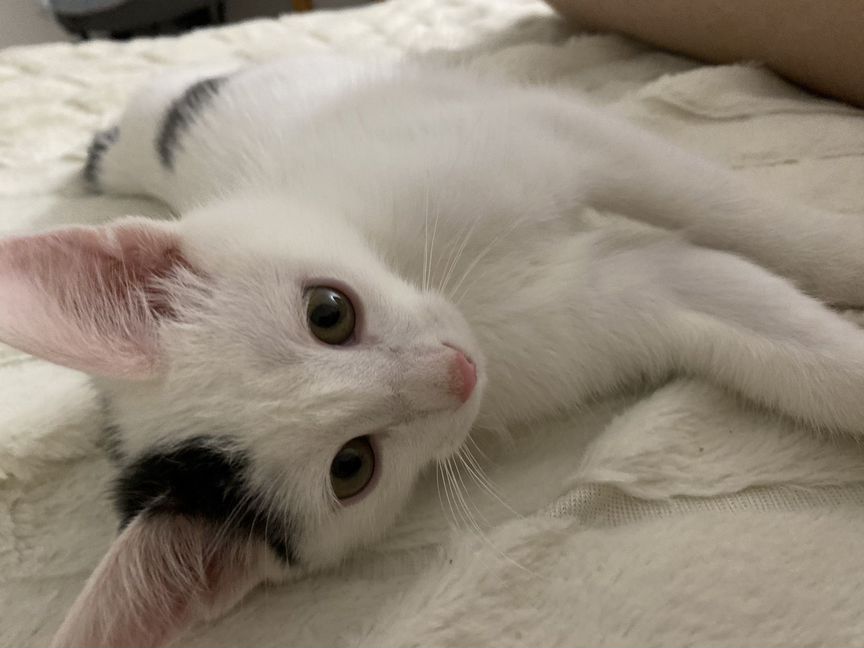 Котенок в добрые руки