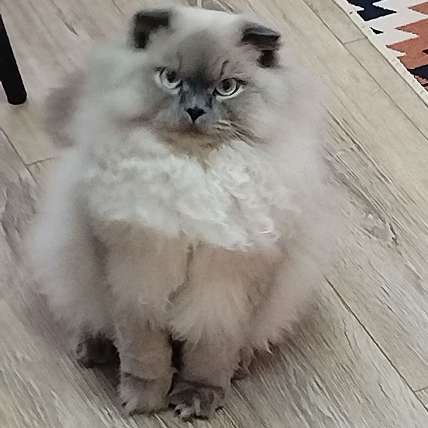 Шотландский вислоухий длинношёрстный котёнок