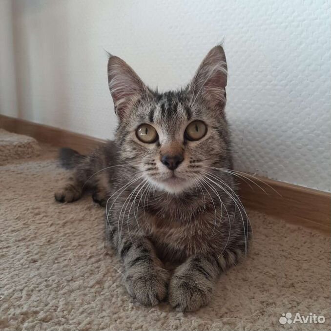 Юная кошечка Мэри хочет домой