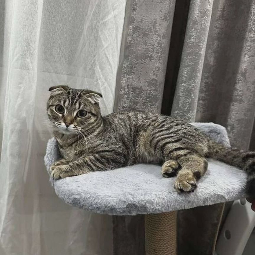 Кошки вислоухие бесплатно