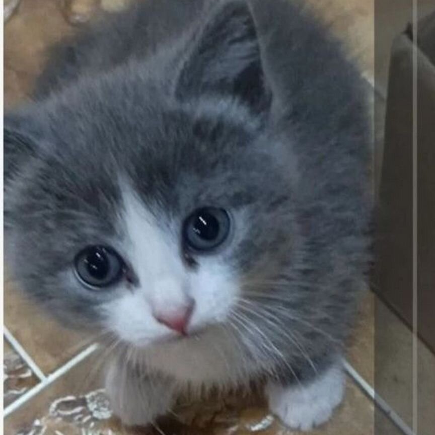 Котёнок в добрые руки