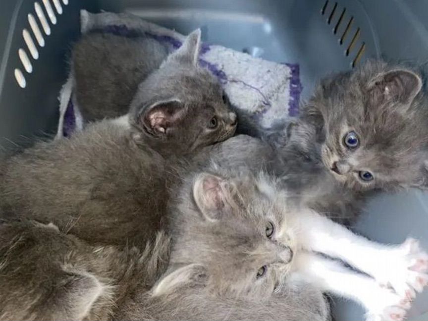 Котята отдам бесплатно