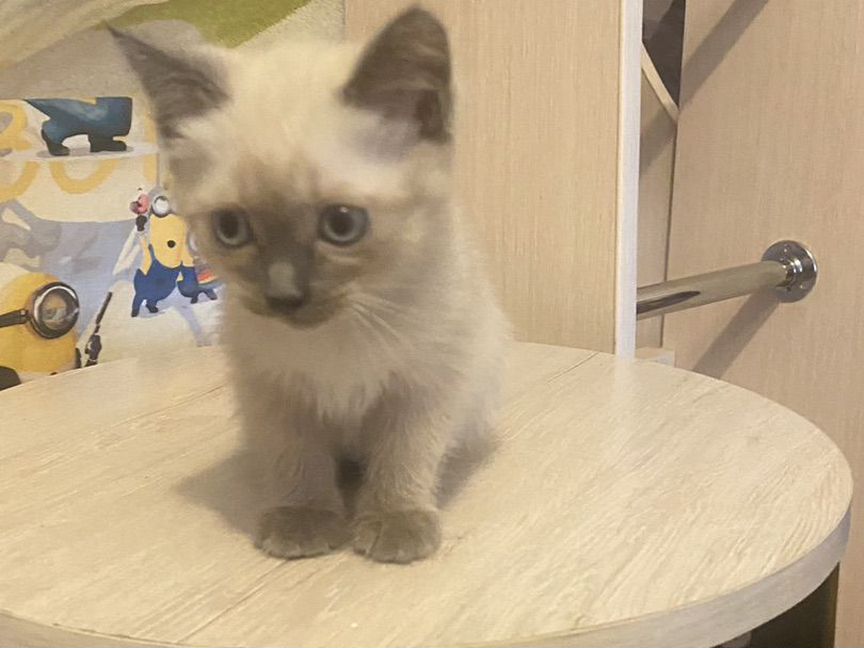 Тайские котята