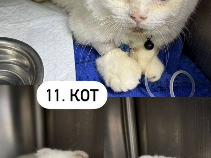 Кошечки их Митинской квартиры