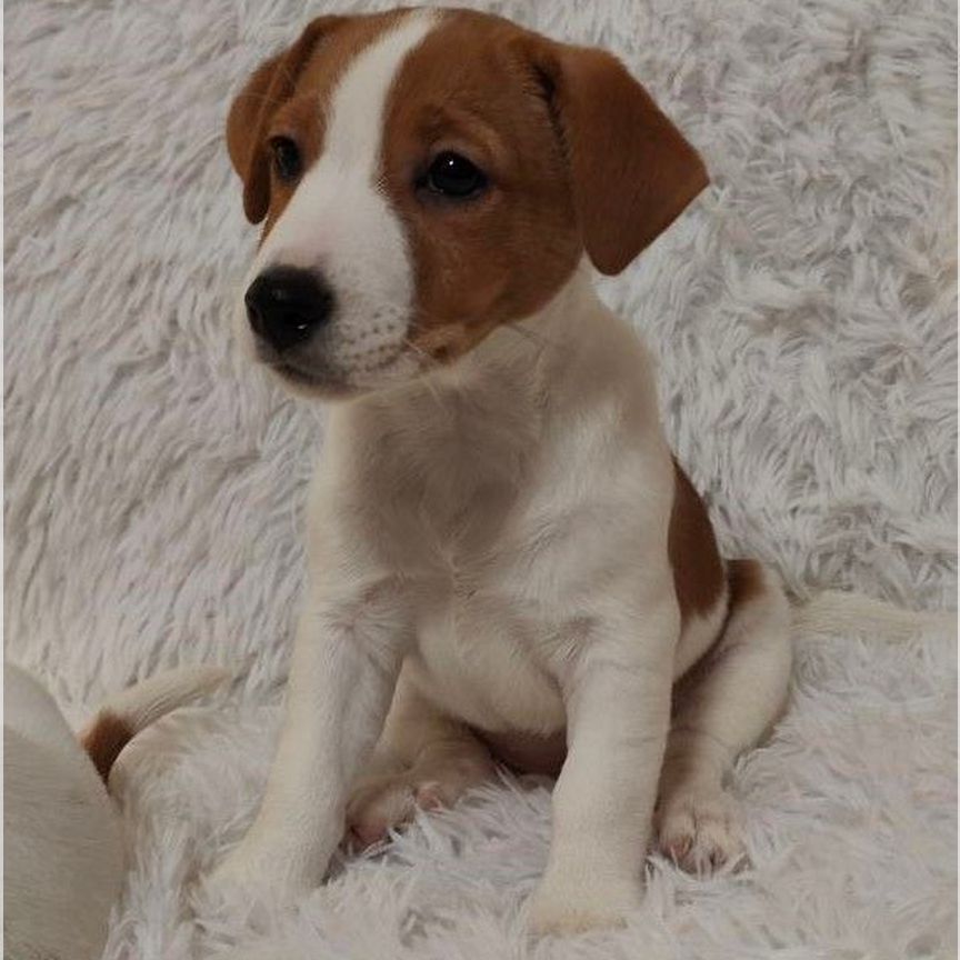 Джек-рассел-терьер, щенок