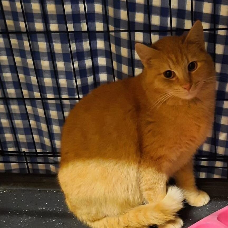 Котик в клетке хочет домой