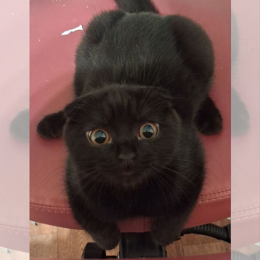 Шотландский вислоухий короткошёрстный котёнок